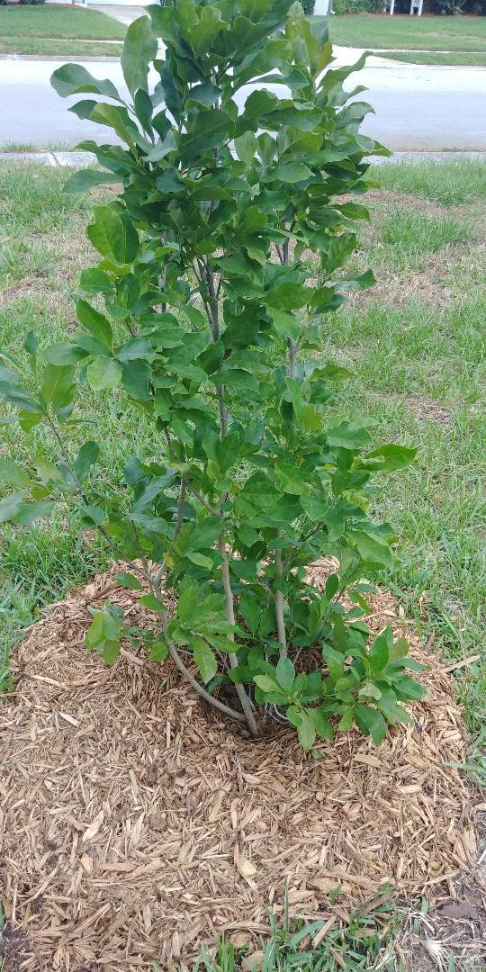 Newly planted saucer magnolia spots on leaves in the Southeast ...