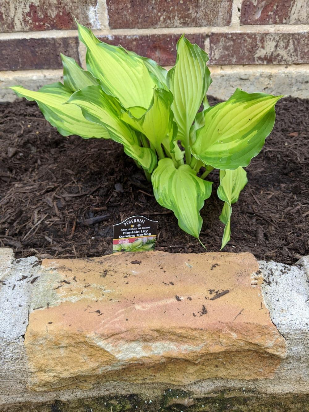 Photo of the leaves of Hosta 'Dancing Darling' posted by variegatagal - Garden.org
