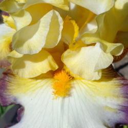 Border Bearded Iris (Iris 'Tagline') in the Irises Database - Garden.org