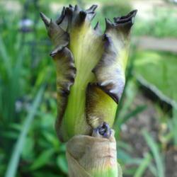 Border Bearded Iris (Iris 'Tagline') in the Irises Database - Garden.org