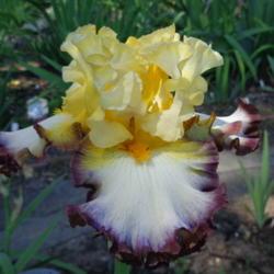 Border Bearded Iris (Iris 'Tagline') in the Irises Database - Garden.org