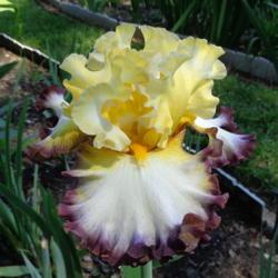 Border Bearded Iris (Iris 'Tagline') in the Irises Database - Garden.org