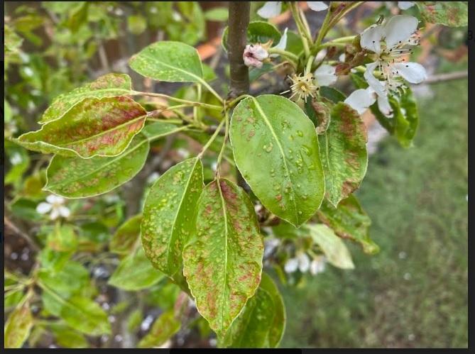 please help identify pear tree disease in the Vegetables and Fruit ...