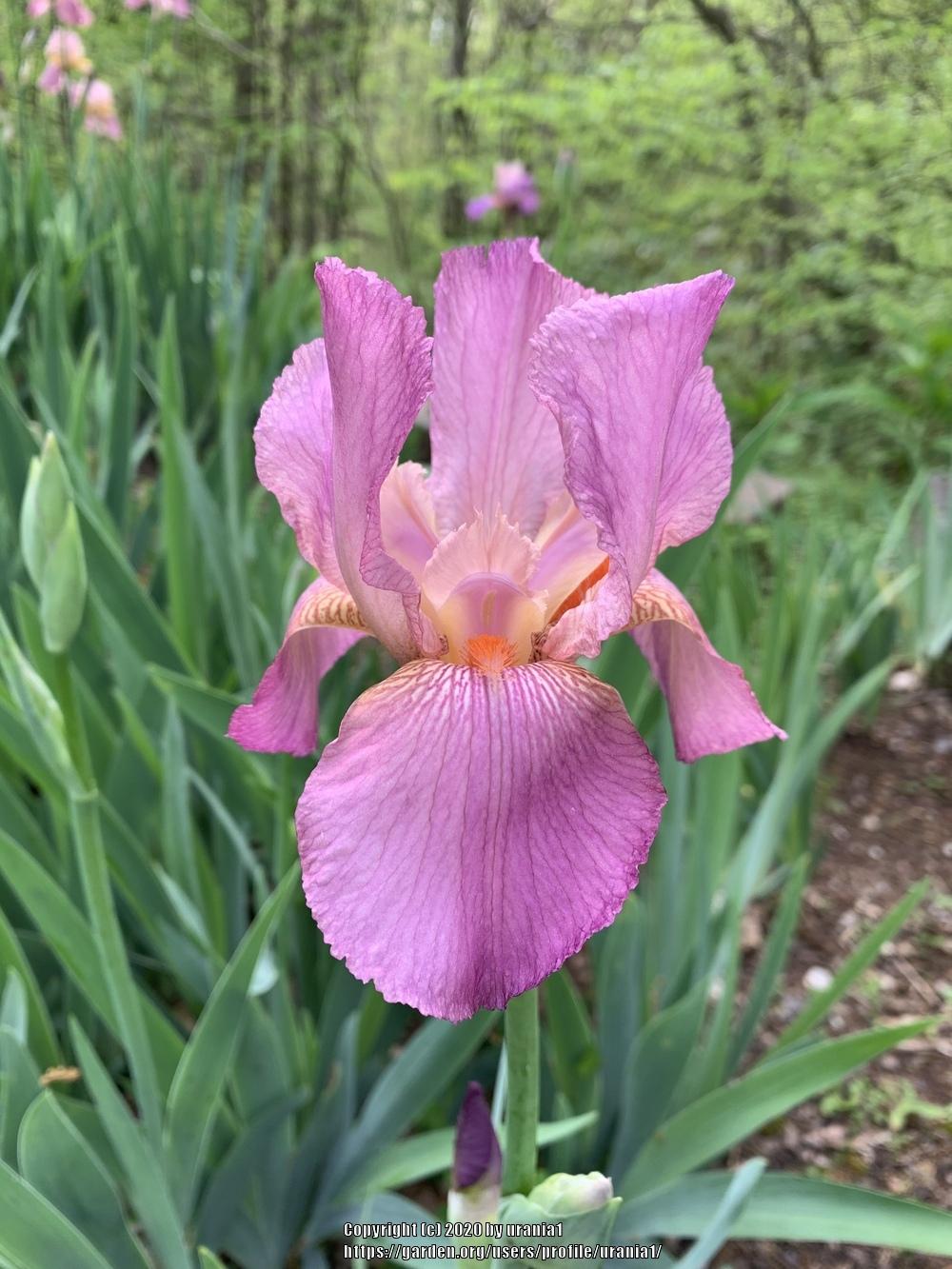 Tall Bearded Iris (Iris 'Pretty Carol') in the Irises Database - Garden.org
