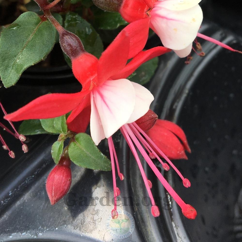 Fuchsia Shadow Dancer® Betty in the Fuchsias Database - Garden.org