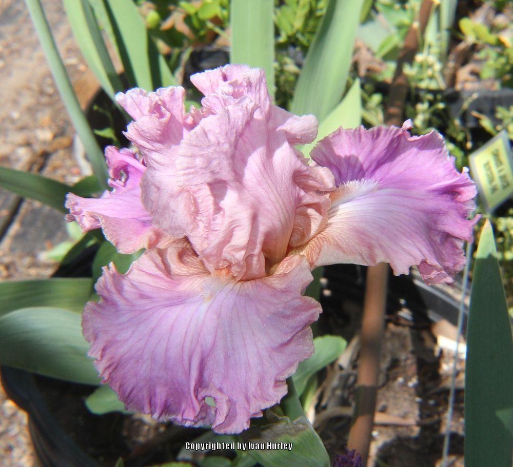 Tall Bearded Iris (Iris 'Mission Impossible') in the Irises Database ...