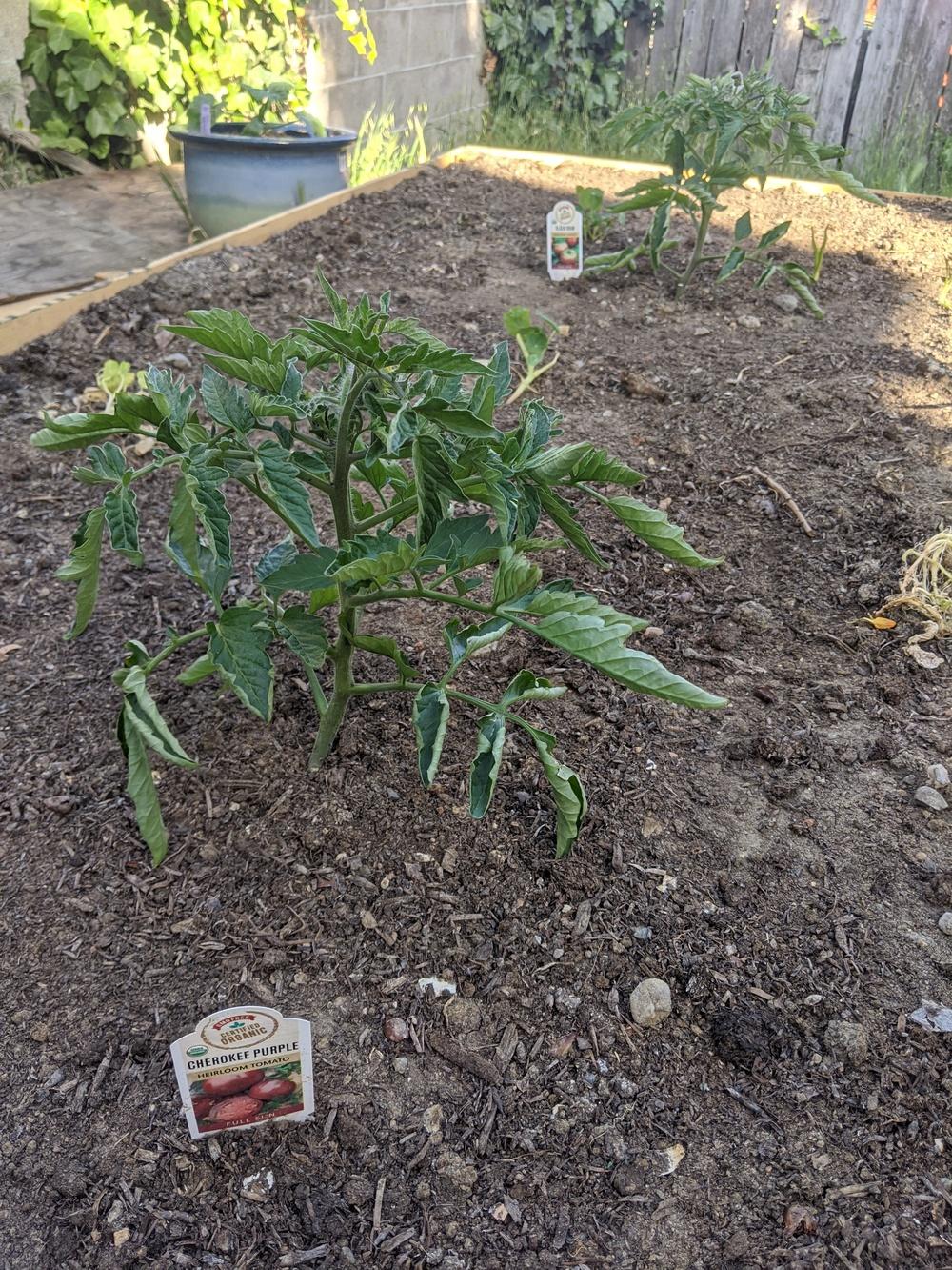 Tomato bottom leaves curling in the Ask a Question forum - Garden.org