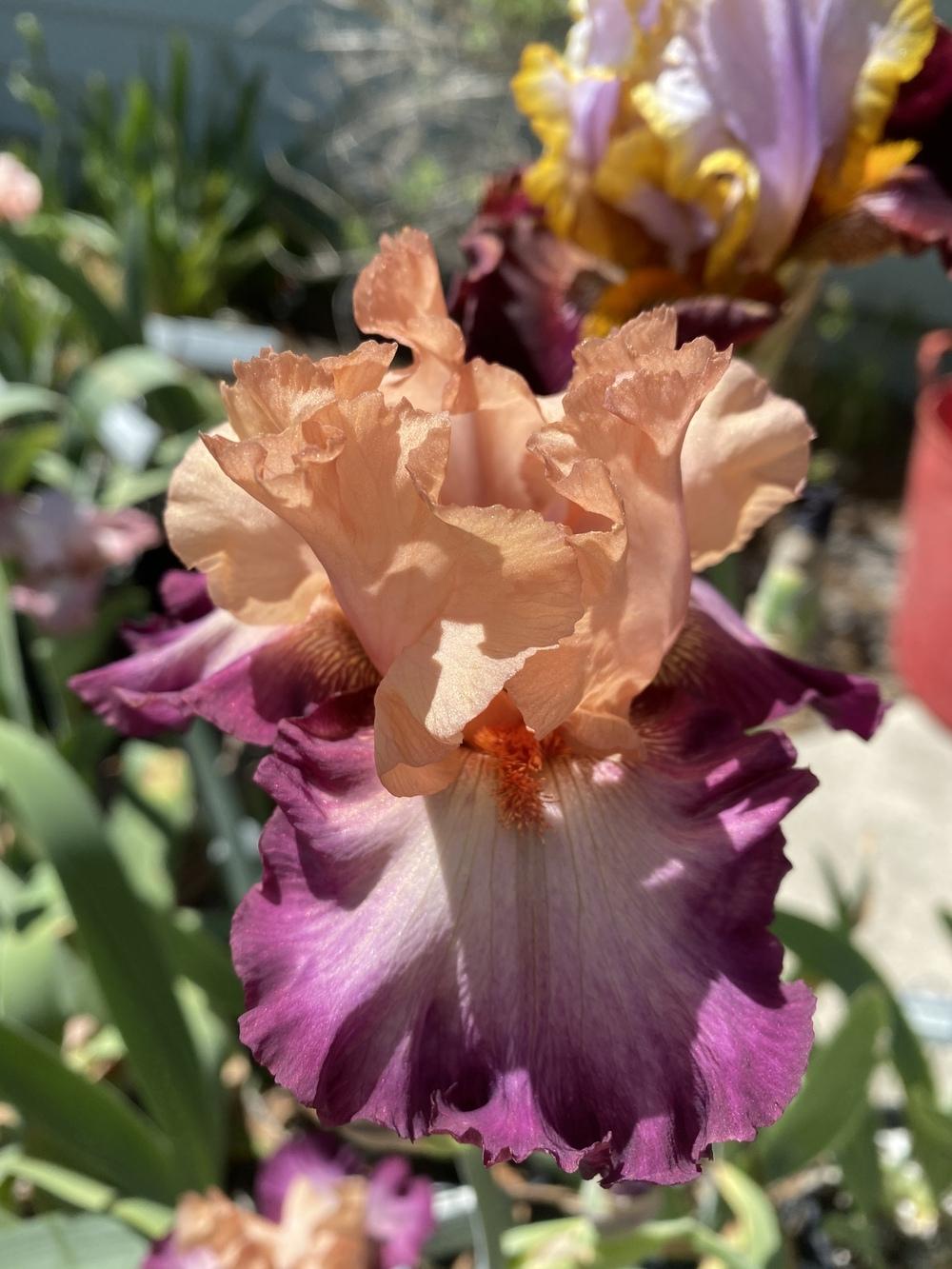 Tall Bearded Iris (Iris 'Boundless Beauty') in the Irises Database ...