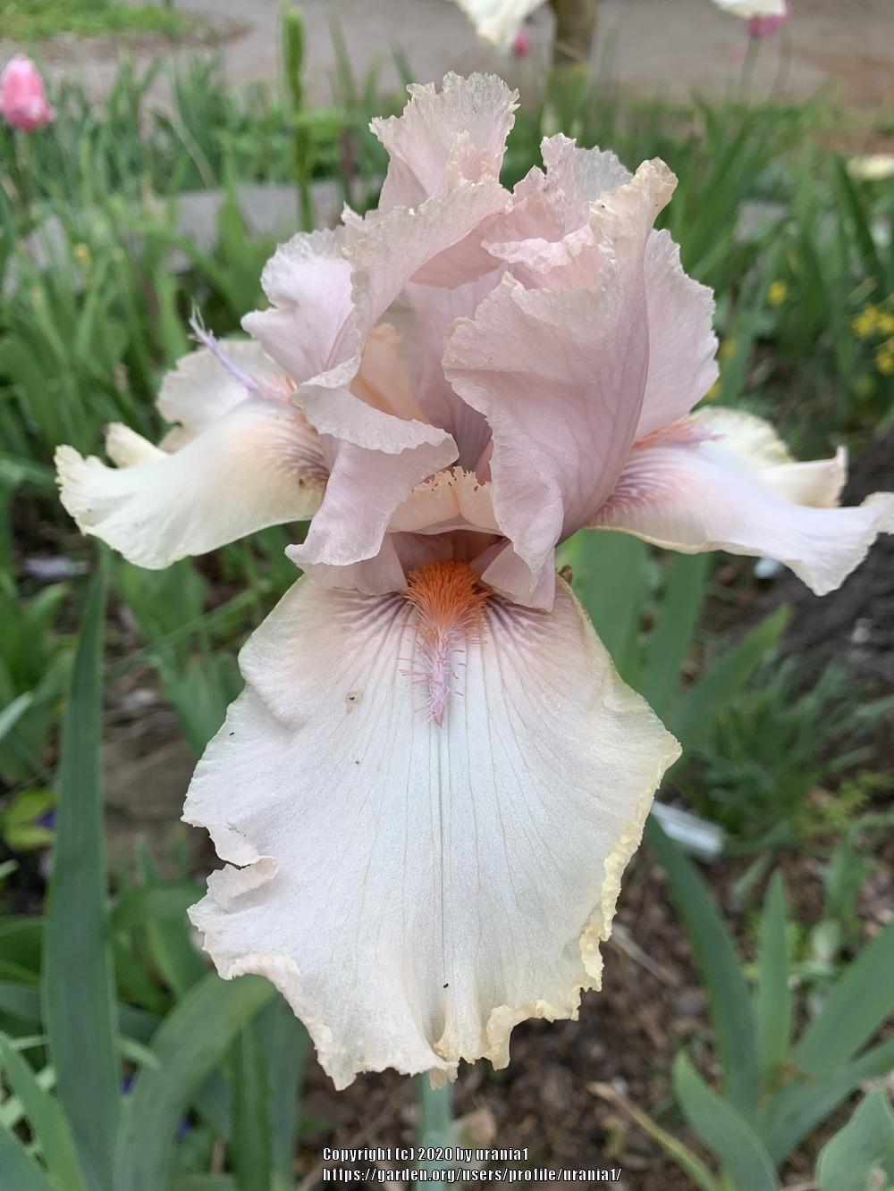 Year of Wonders in the Irises forum - Garden.org