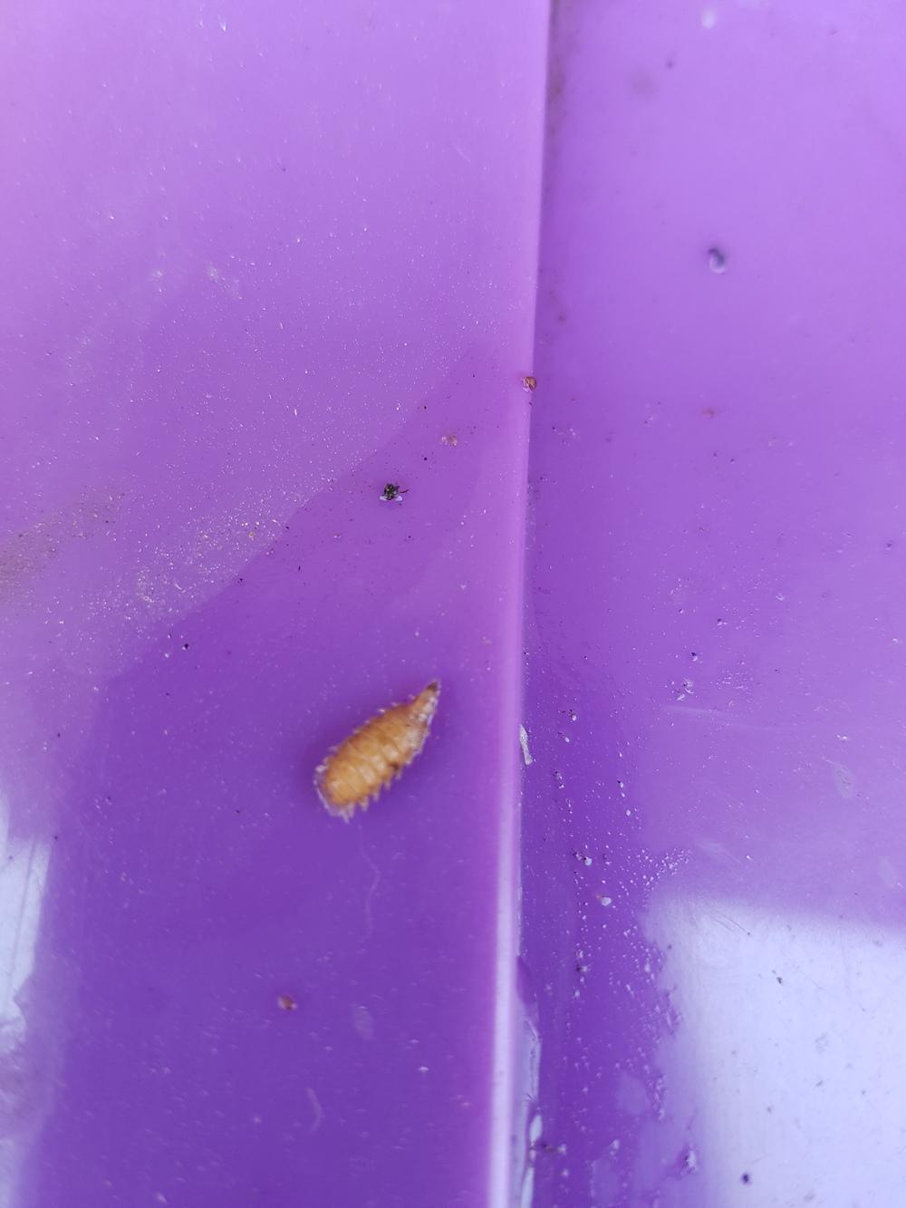 What are these bugs in my compost?! in the Ask a Question forum ...