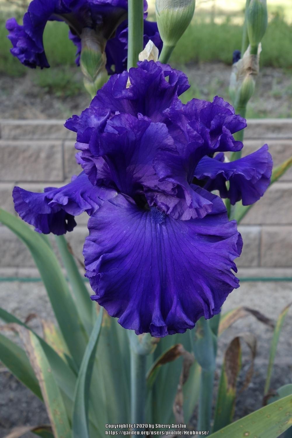 Tall Bearded Iris (Iris 'Spring Elegance') in the Irises Database ...