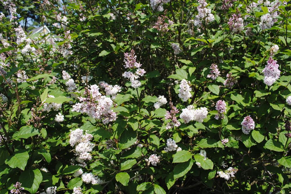 Late Lilac (Syringa villosa) in the Lilacs Database - Garden.org
