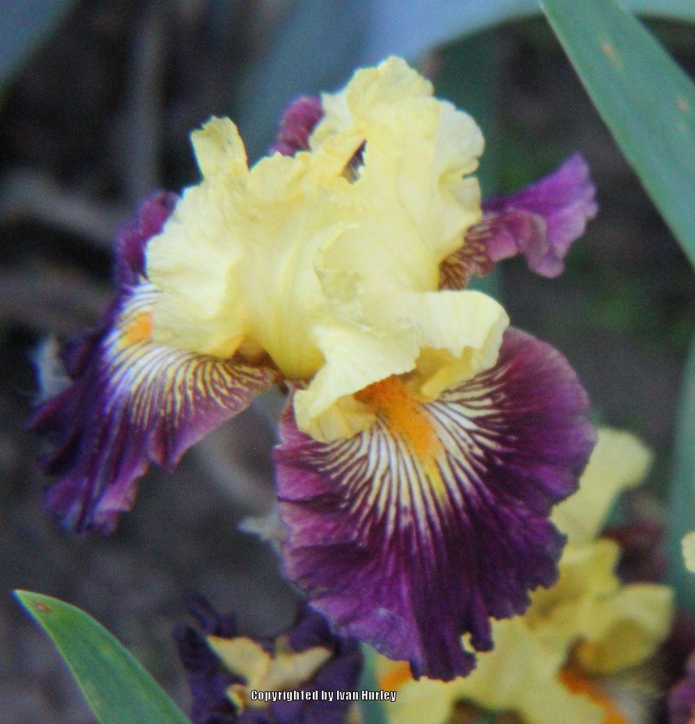 Photo of the bloom of Tall Bearded Iris (Iris 'Pirate Ahoy') posted by ...