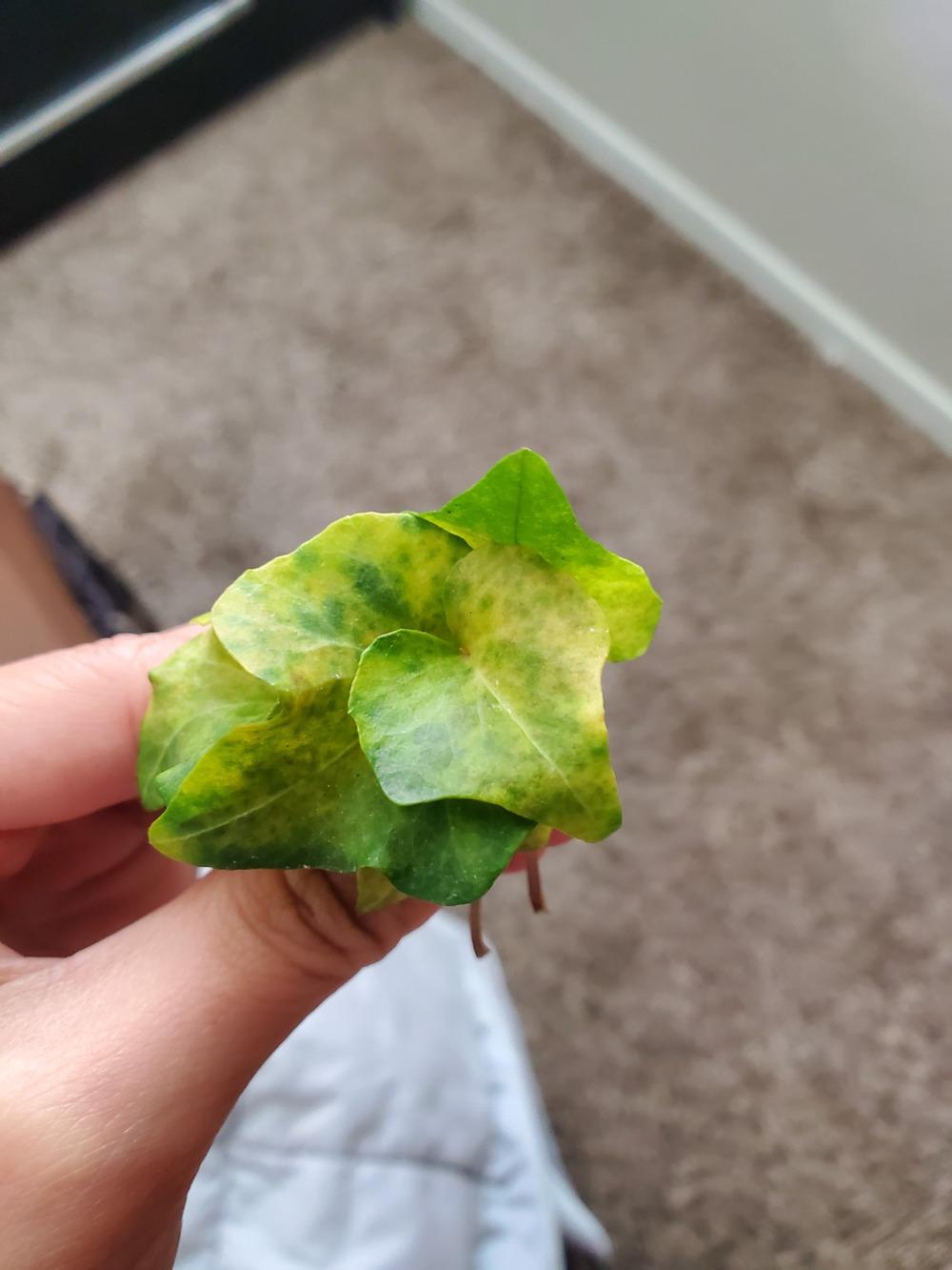 Random leaves yellowing on english ivy in the Houseplants forum ...