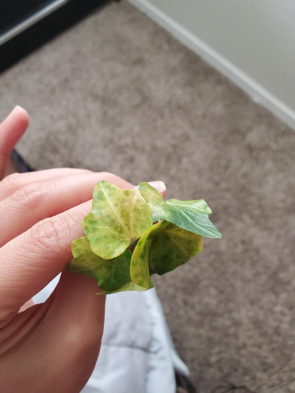 Random leaves yellowing on english ivy in the Houseplants forum ...