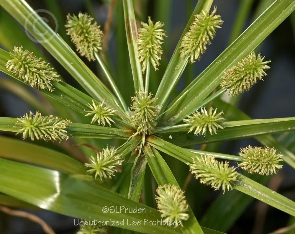 Cyperus (Cyperus involucratus 'Wild Spike') - Garden.org