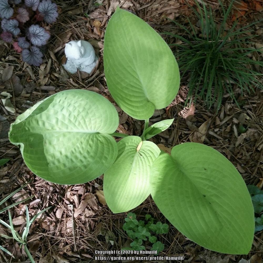 Hosta 'City Lights' in the Hostas Database - Garden.org