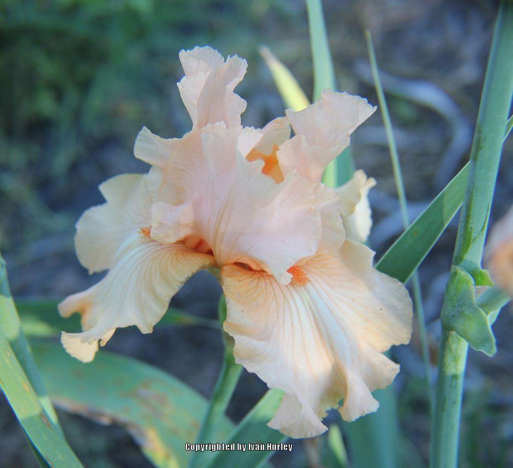 Tall Bearded Iris (Iris 'Feminine Fire') in the Irises Database ...