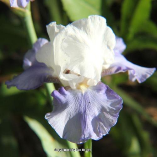 Tall Bearded Iris (Iris 'Elizabeth Ridge') in the Irises Database ...