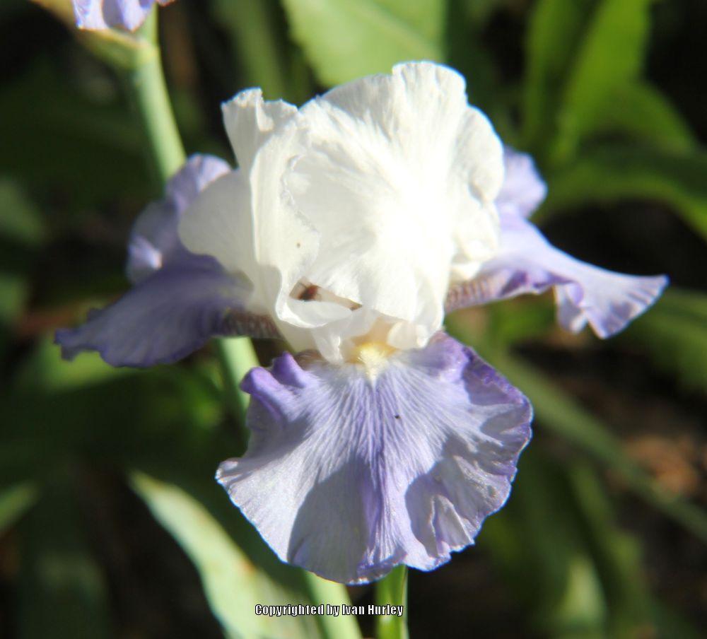 Tall Bearded Iris (Iris 'Elizabeth Ridge') in the Irises Database ...