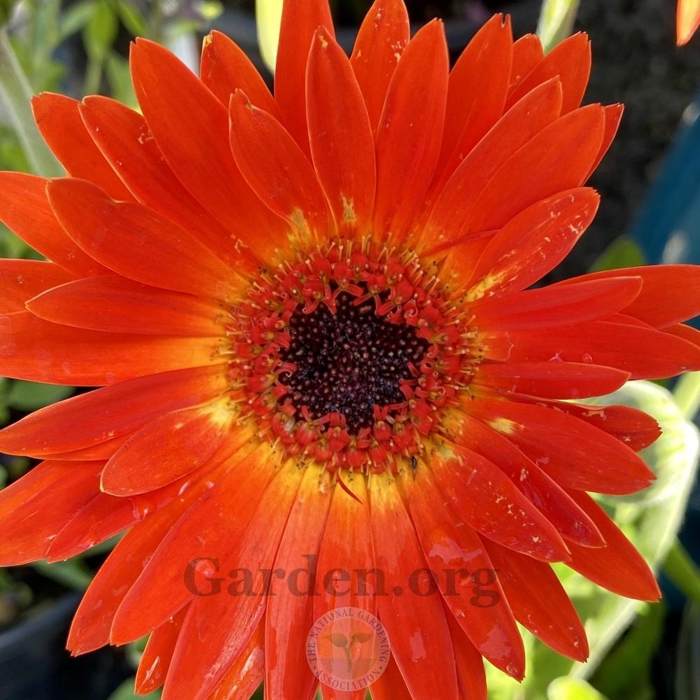 Photo of the bloom of Gerbera Daisy (Gerbera Garvinea® Sweet Sunset ...