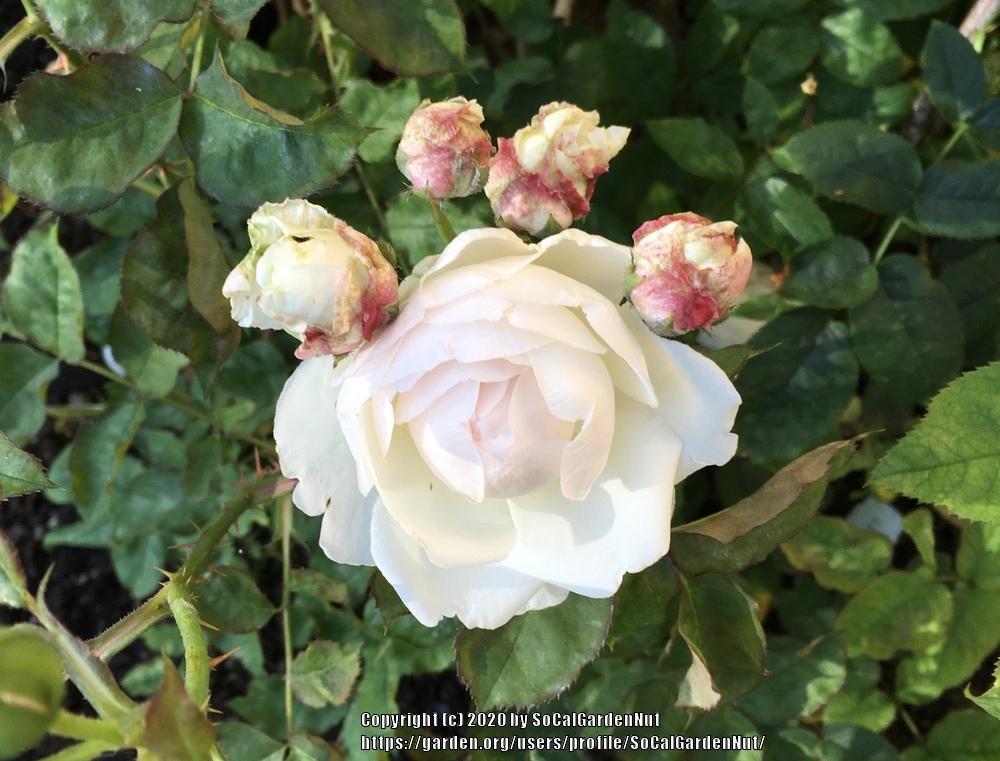 Rose (Rosa 'Clotilde Soupert, Cl.') in the Roses Database - Garden.org