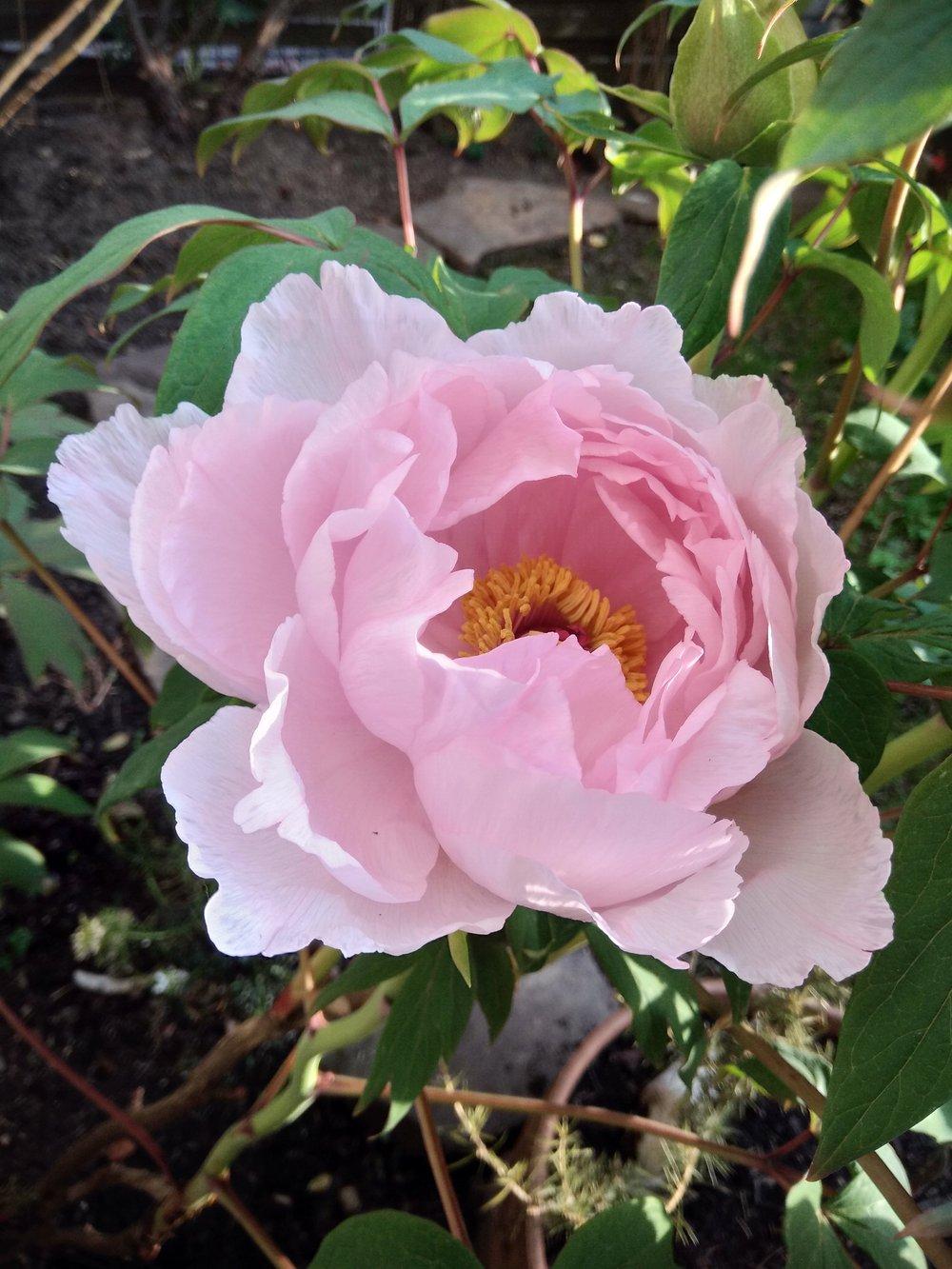 Tree Peony (Paeonia x suffruticosa 'Yoshinogawa') in the Peonies ...