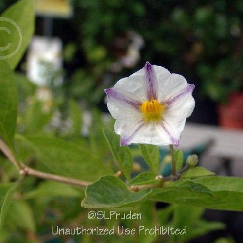 White Potato Bush (Lycianthes rantonnetii 'Alba') - Garden.org