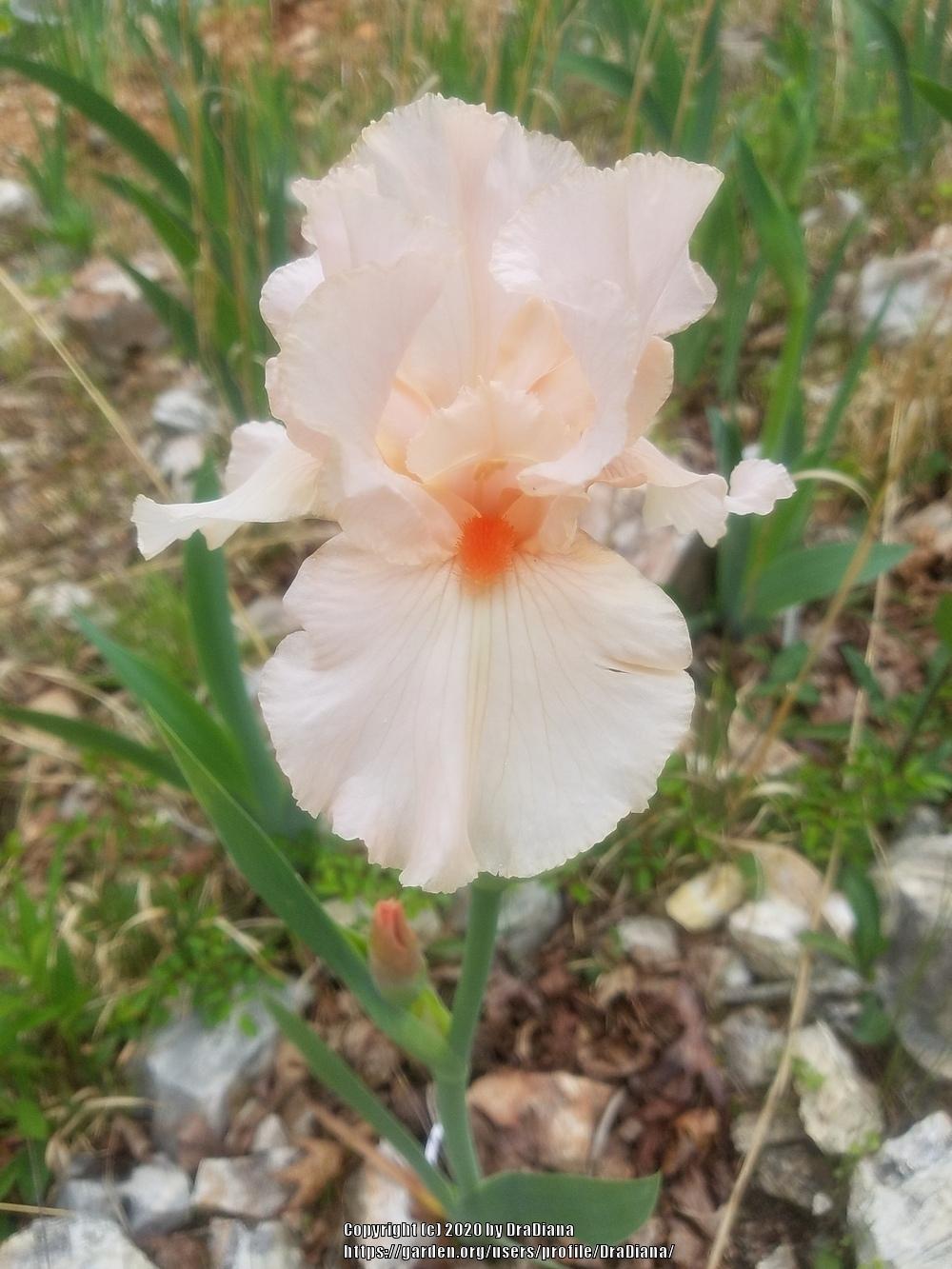 Photo of the bloom of Border Bearded Iris (Iris 'October Splendor ...