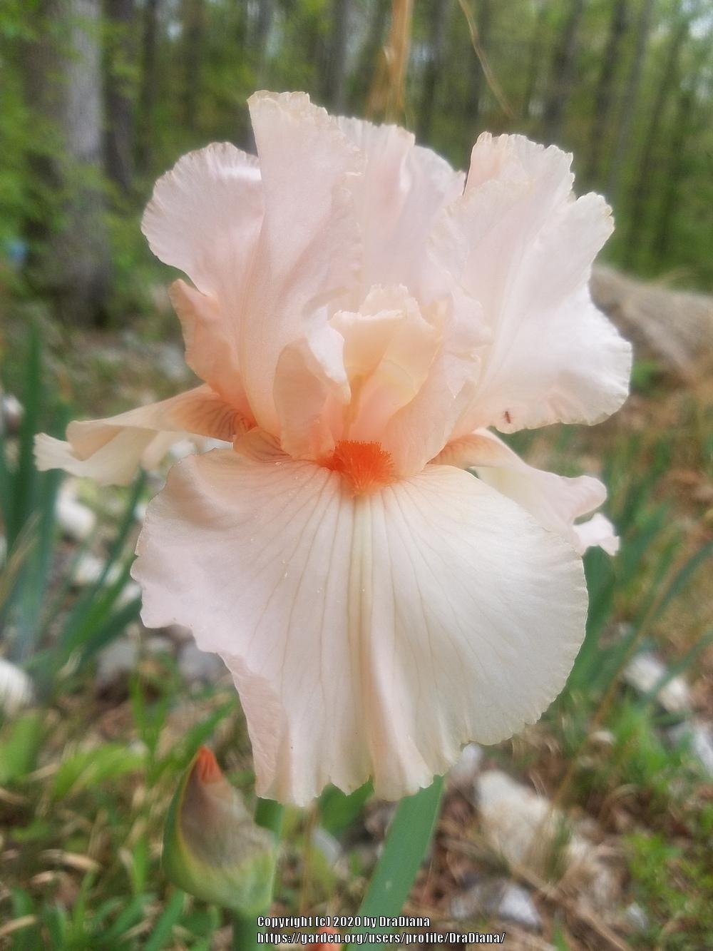 Border Bearded Iris (Iris 'October Splendor') in the Irises Database ...