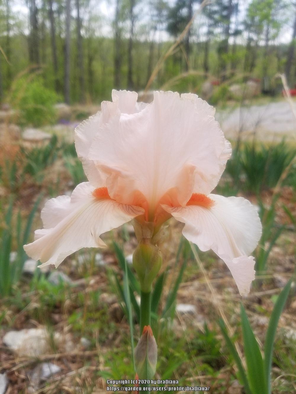 Photo of the bloom of Border Bearded Iris (Iris 'October Splendor ...