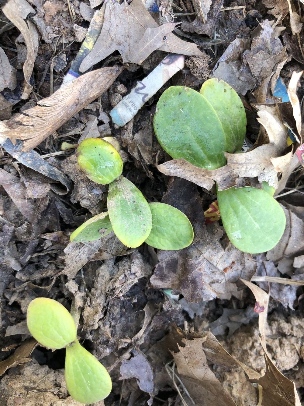 Growing in my compost pile in the Plant ID forum - Garden.org
