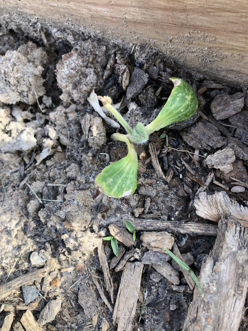 Growing in my compost pile in the Plant ID forum - Garden.org