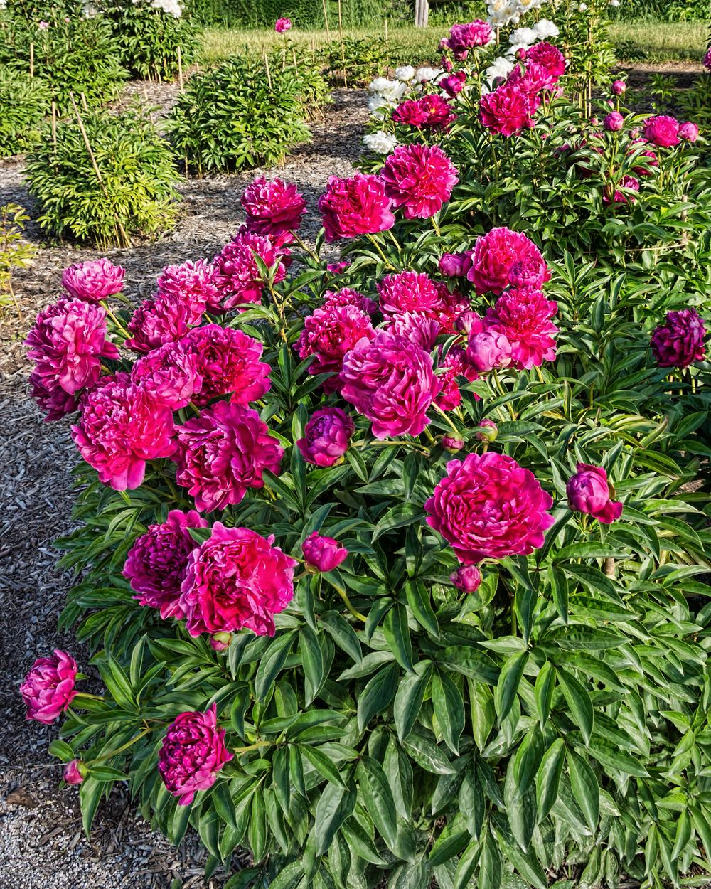 Peony (Paeonia lactiflora 'Rachel') in the Peonies Database - Garden.org