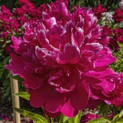 Peony (Paeonia lactiflora 'Rachel') in the Peonies Database - Garden.org