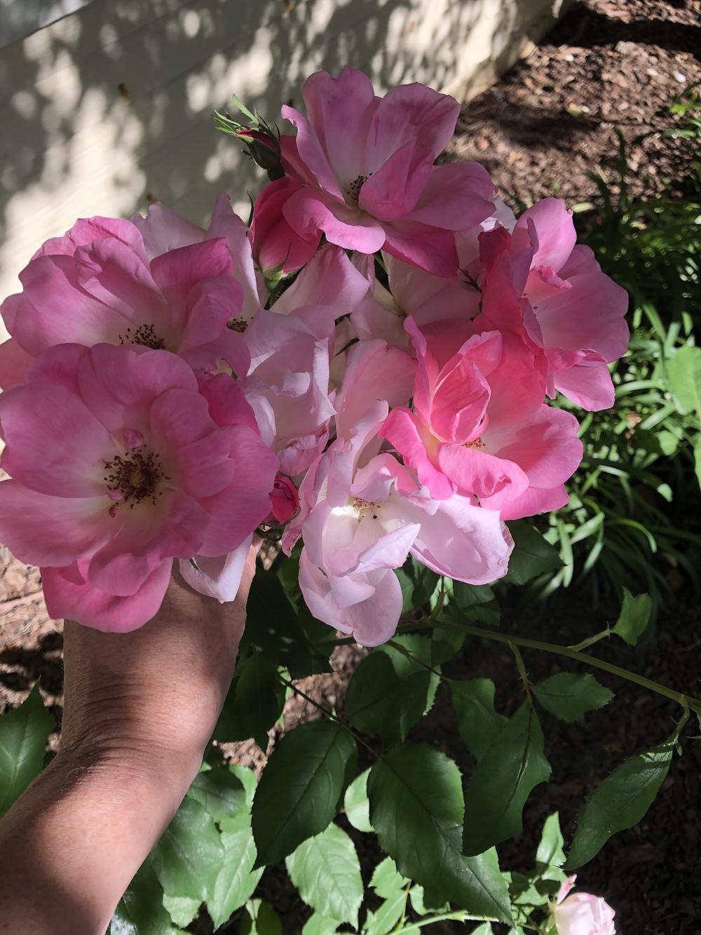 Rose variety help in the Roses forum - Garden.org