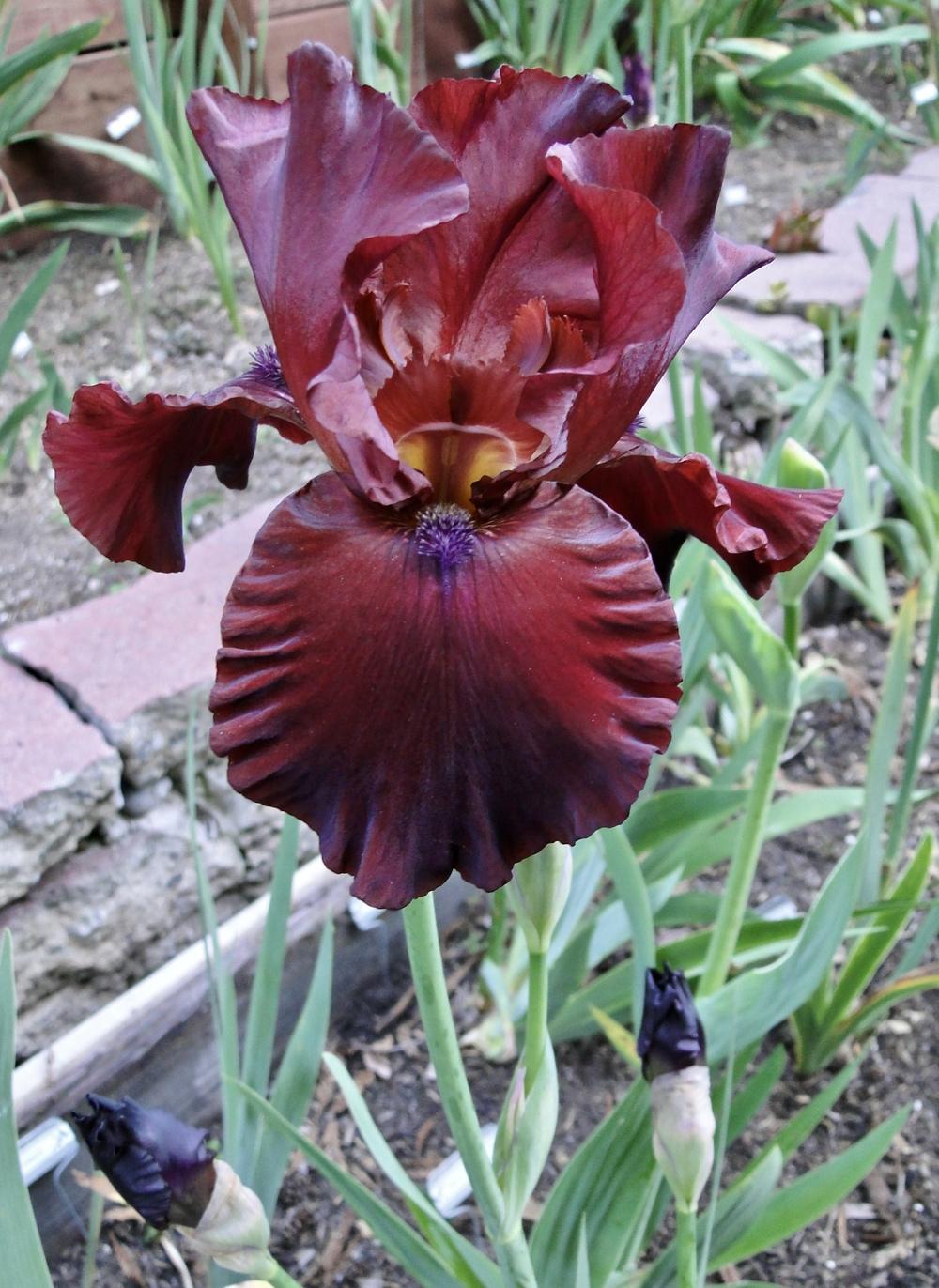 Photo of the bloom of Tall Bearded Iris (Iris 'Red Dirt Road') posted ...