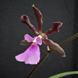 Orchid (Encyclia Rioclarense) - Garden.org