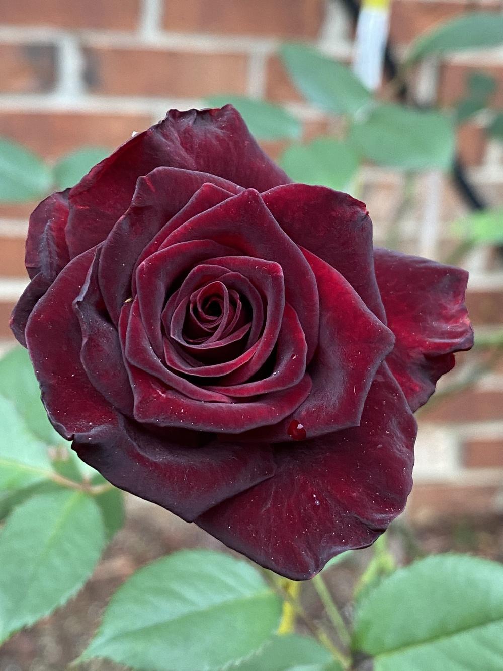 Photo of the bloom of Rose (Rosa 'Black Baccara') posted by mcshoop1297 ...