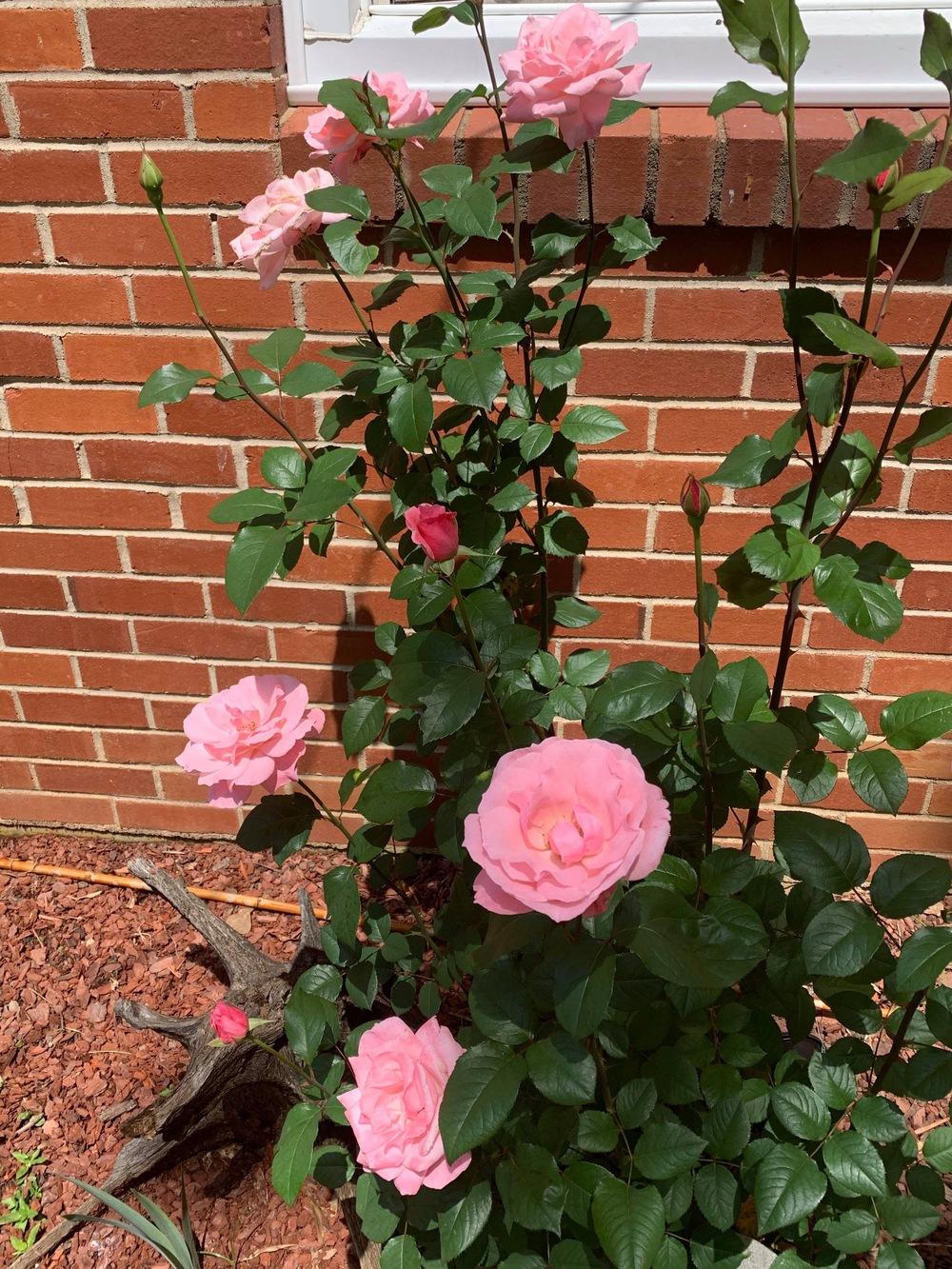 Rose Identification in the Roses forum - Garden.org