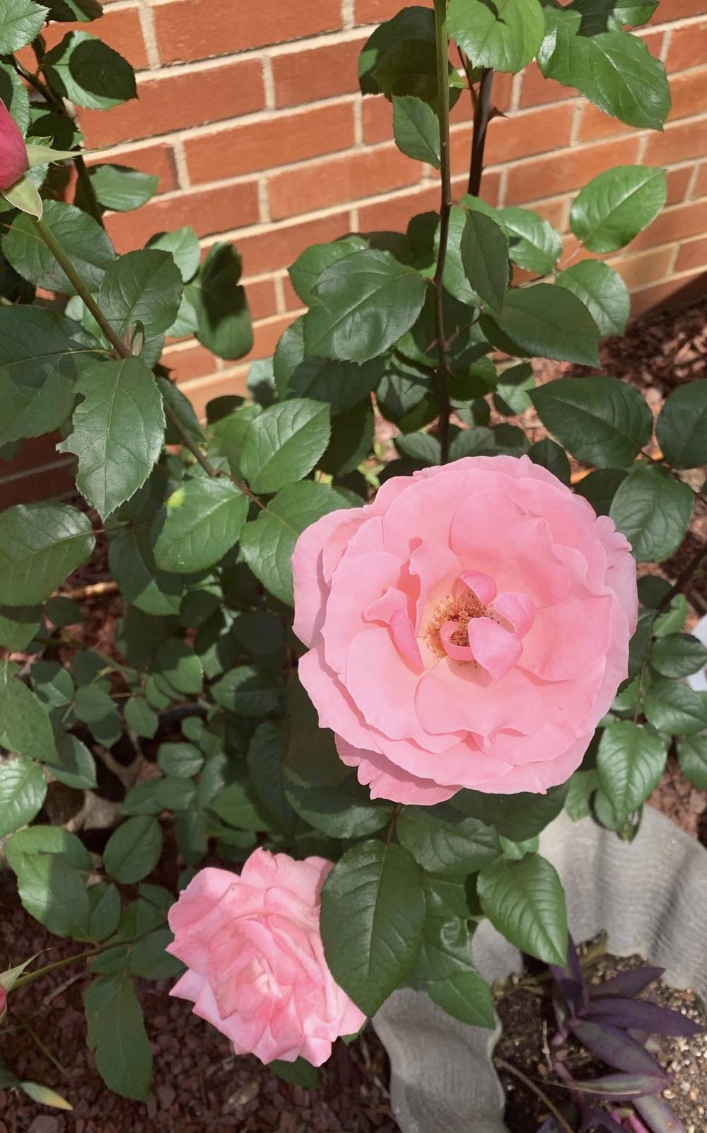 Rose Identification in the Roses forum - Garden.org