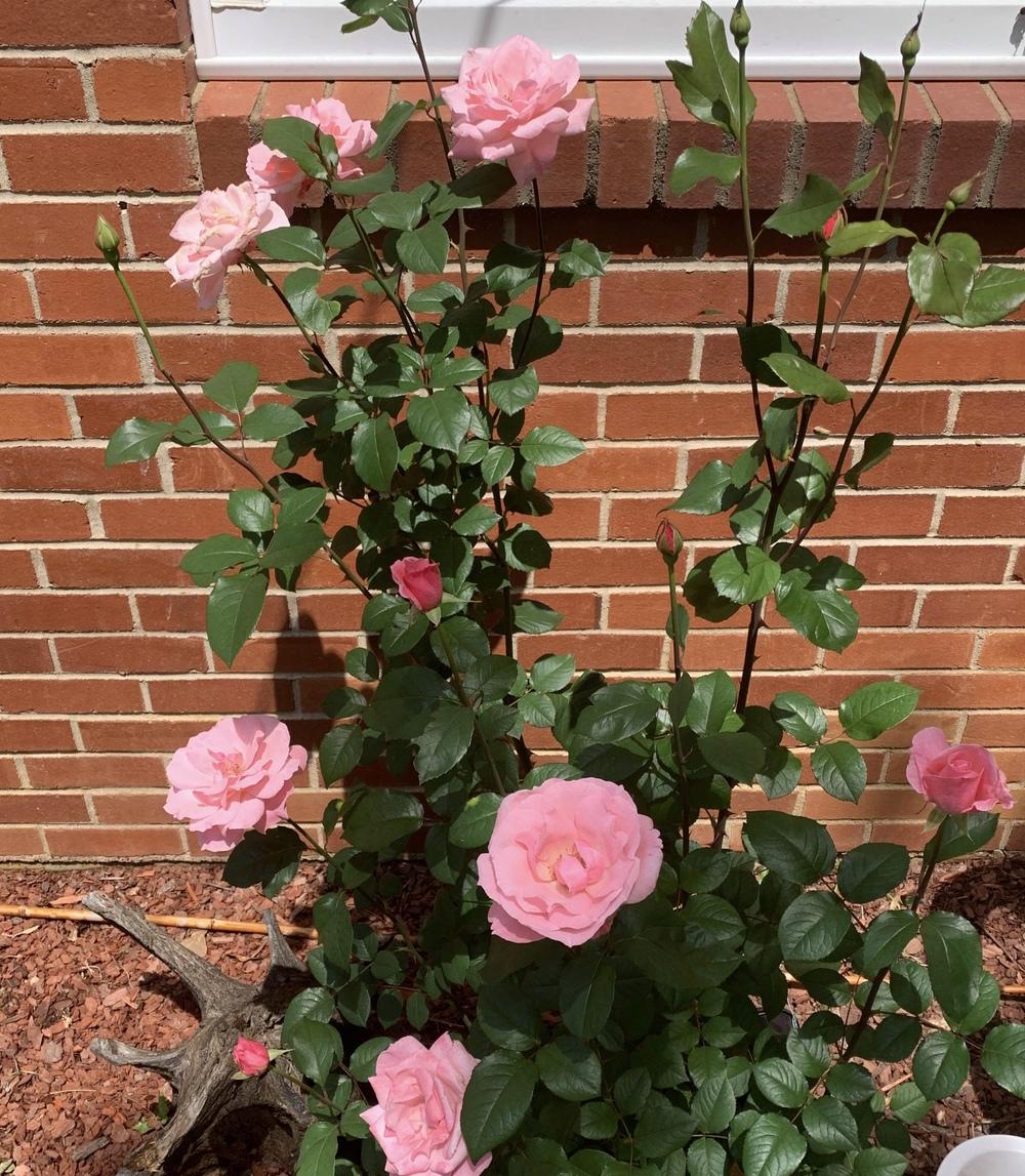 Rose Identification in the Roses forum - Garden.org