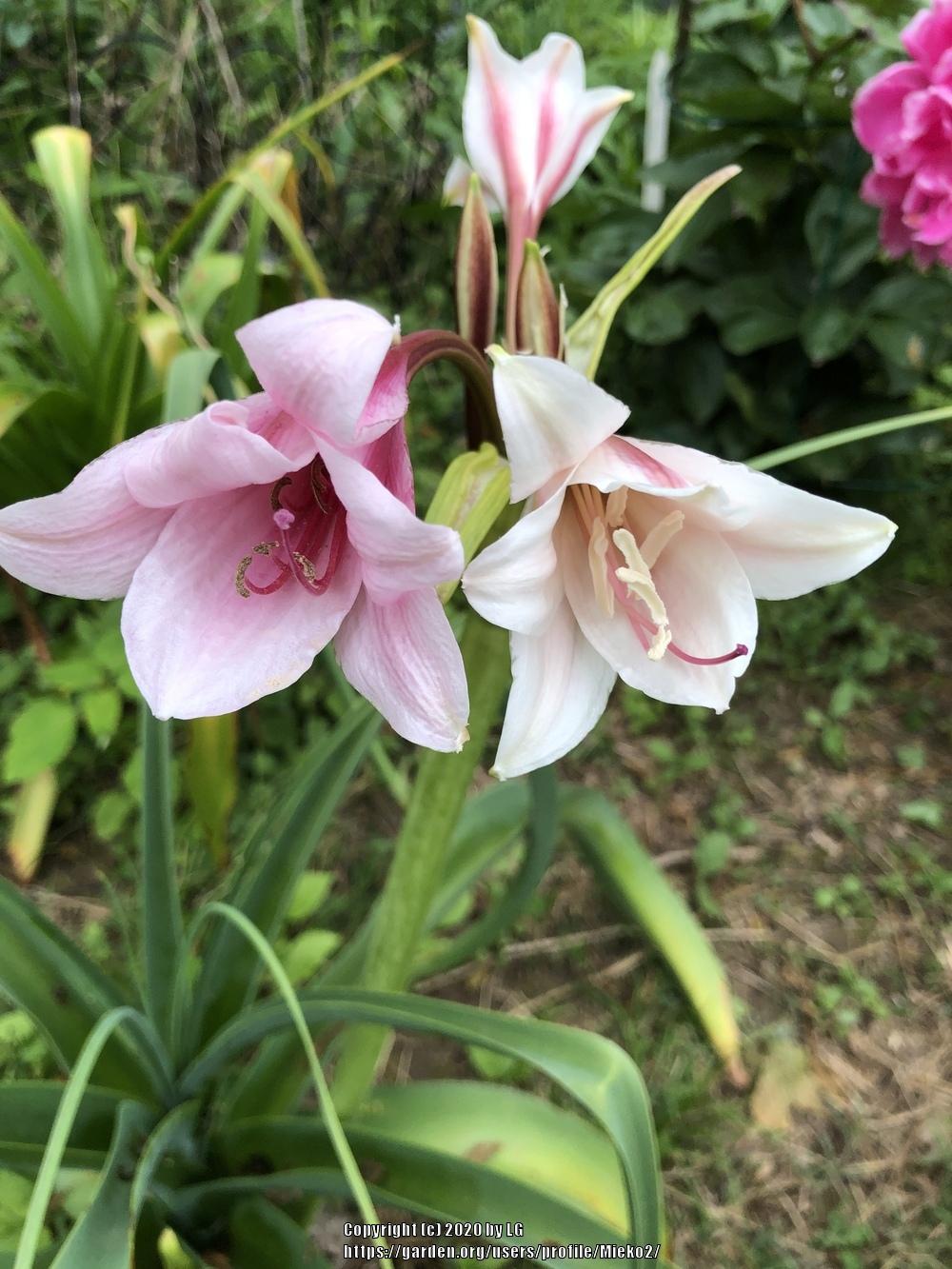 Crinums: Plant Care and Collection of Varieties - Garden.org
