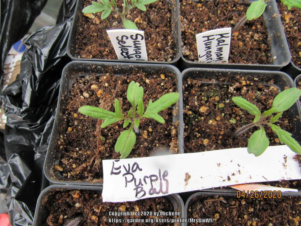 Photo of the seedling or young plant of Tomato (Solanum lycopersicum ...