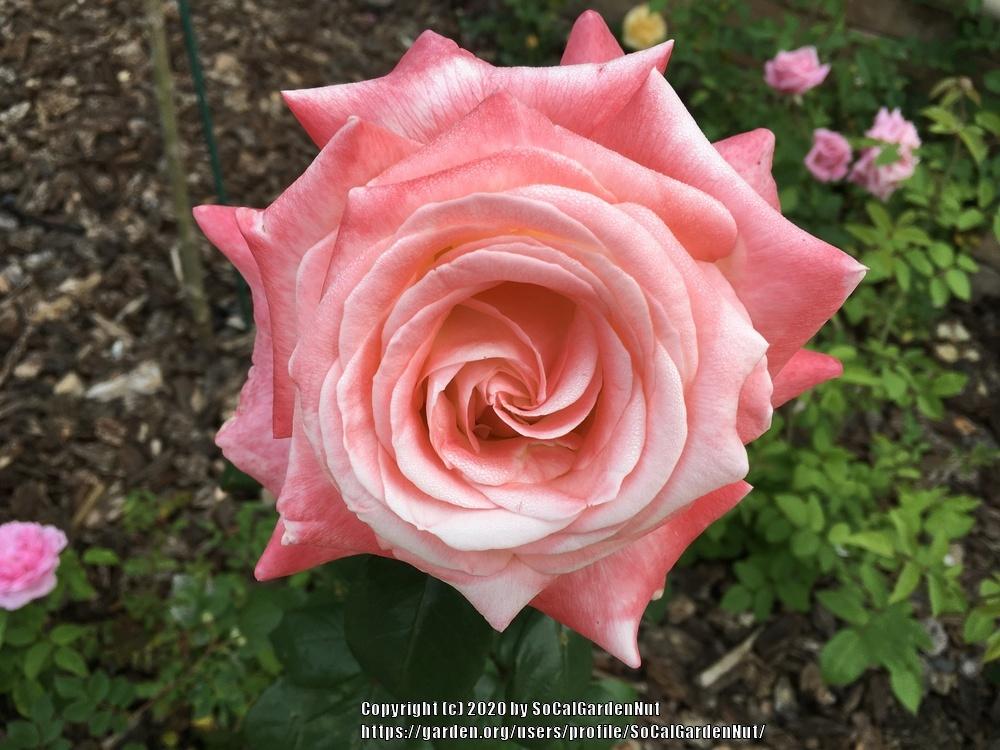 Rose (Rosa 'Soft Whisper') in the Roses Database - Garden.org