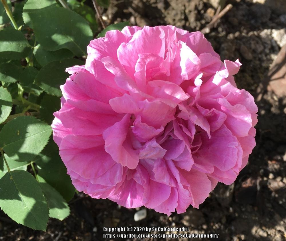 Photo of the bloom of Rose (Rosa 'Paul Neyron') posted by ...