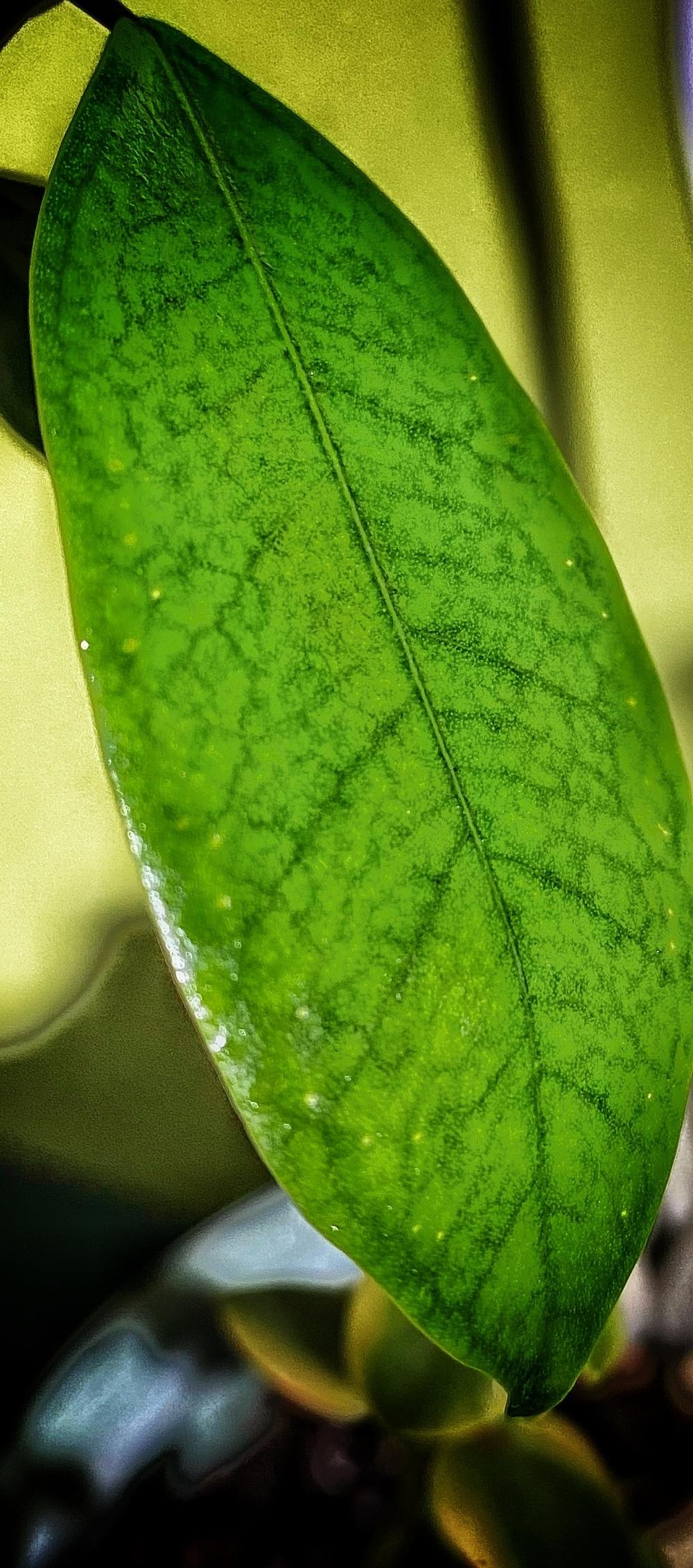 Photo of the leaves of Ficus retusa posted by Universal_G - Garden.org