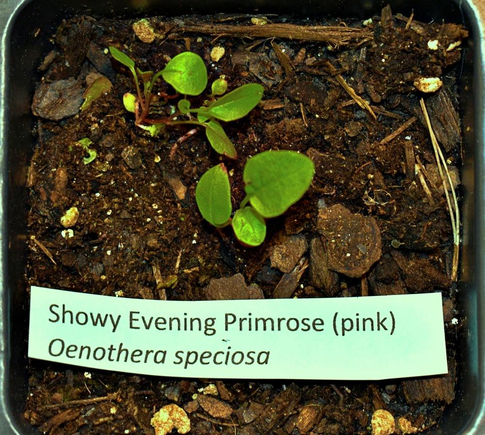 Photo of the seedling or young plant of Pink Evening Primrose ...
