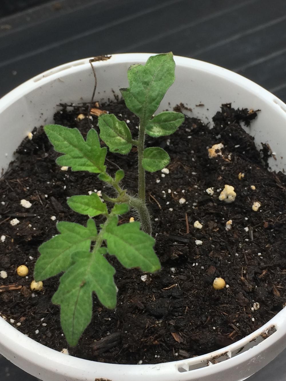 Tomato (Solanum lycopersicum 'Black Mavr') in the Tomatoes Database ...