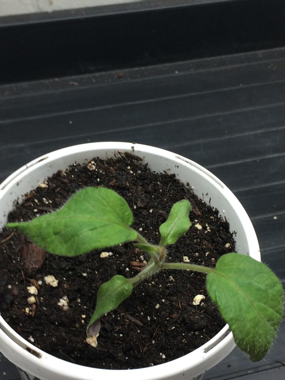 Tomato (Solanum lycopersicum 'Black Magic') in the Tomatoes Database ...